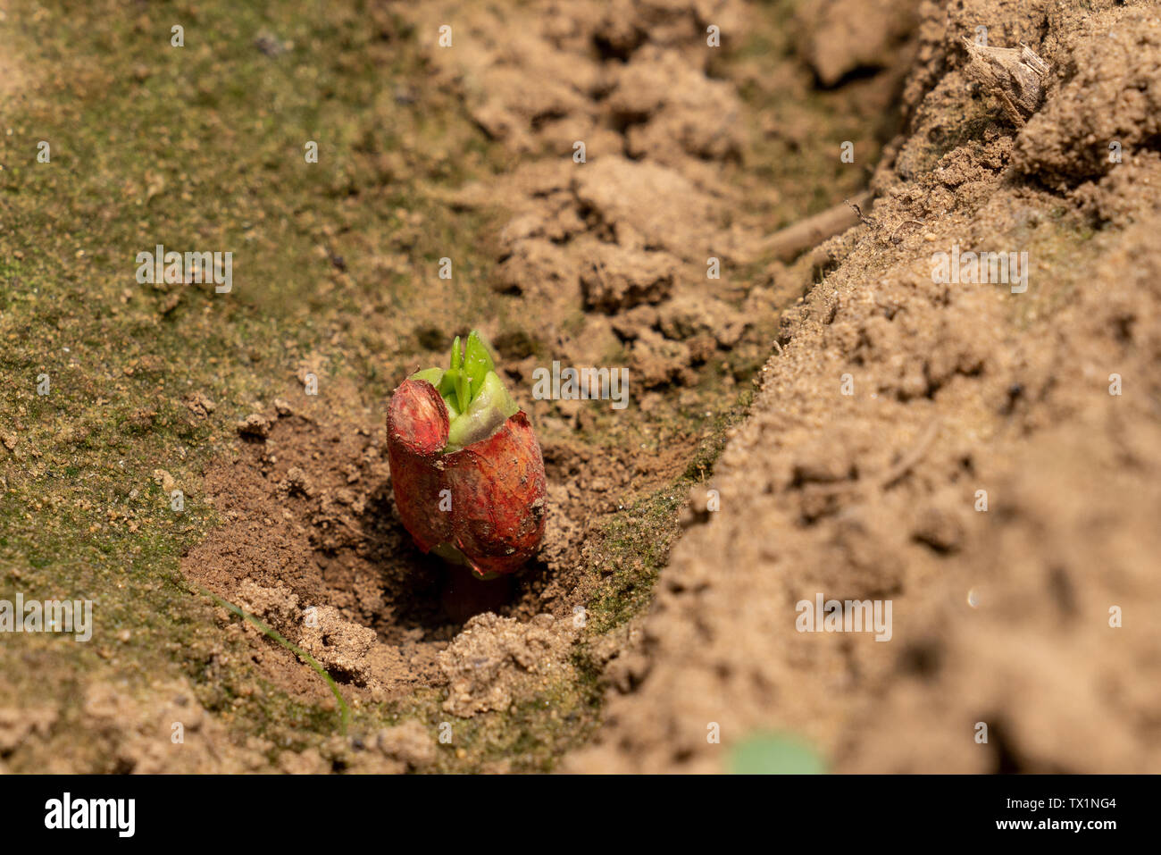Peanut germination hi-res stock photography and images - Alamy