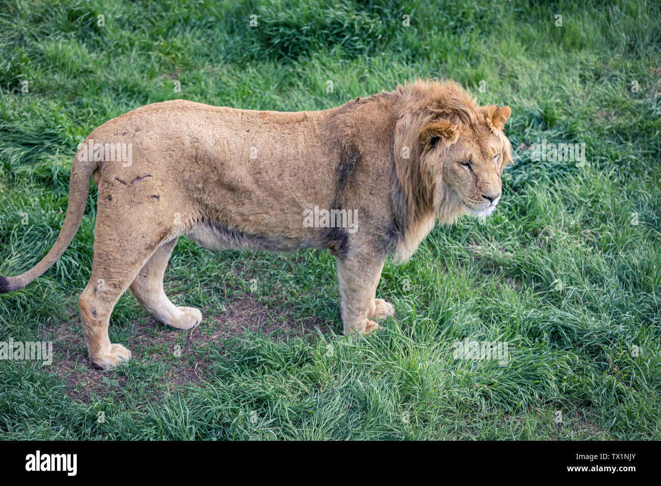 Male lion stands lioness hi-res stock photography and images - Alamy