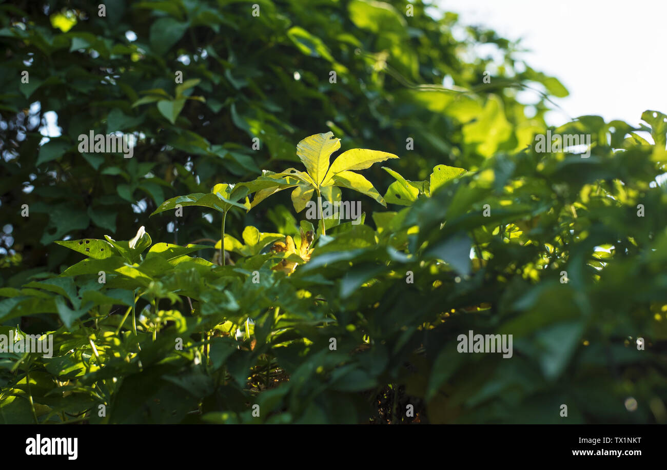 Leaves in the sun Stock Photo - Alamy