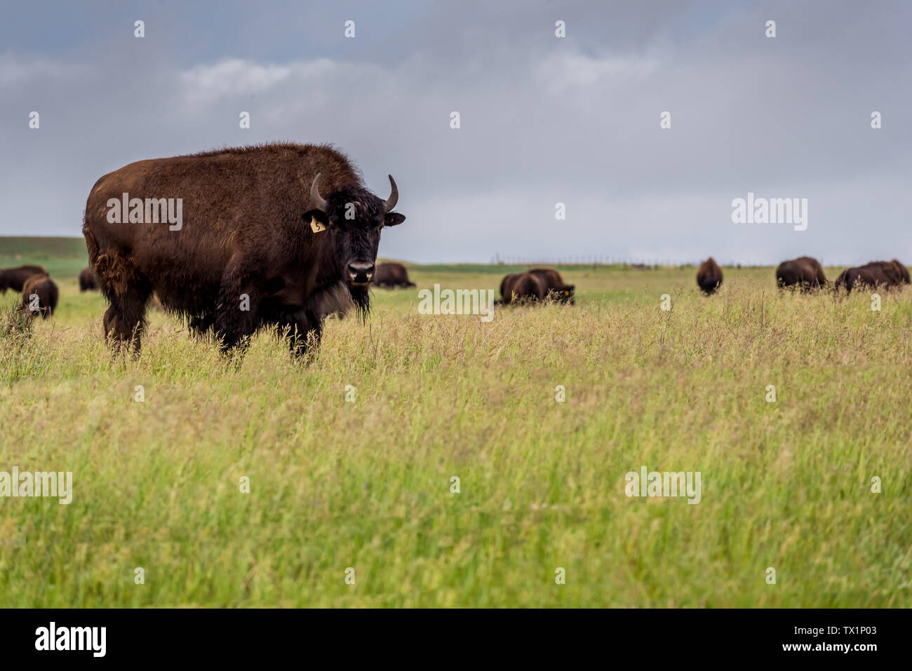 Male bison herd pasture hi-res stock photography and images - Alamy
