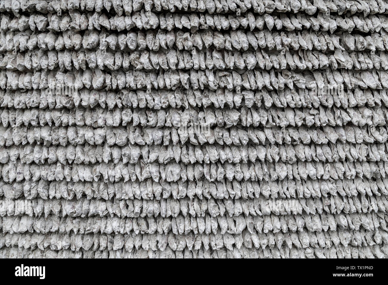 Oyster shell background wall Stock Photo - Alamy