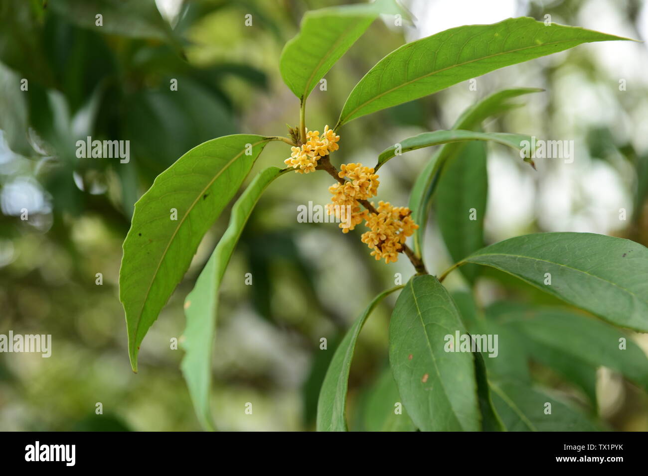 Silver osmanthus hi-res stock photography and images - Alamy