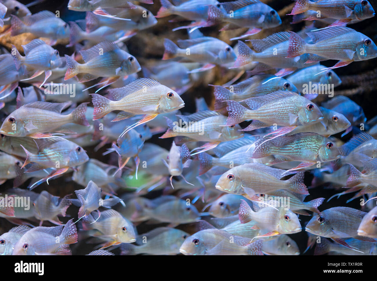 Soil eating snapper hi-res stock photography and images - Alamy