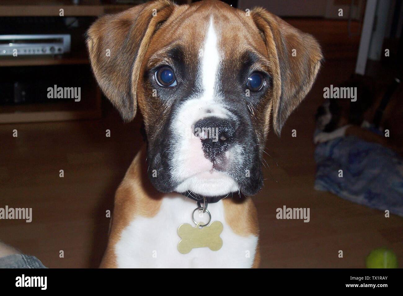 I took this photo of my dog hi-res stock photography and images - Alamy