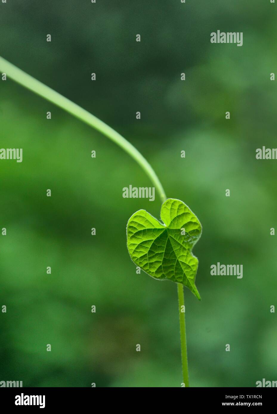 Shell shaped leaf hi-res stock photography and images - Alamy