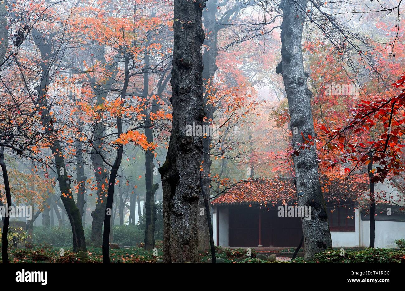 Suzhou garden Tianping Mountain red maple Stock Photo - Alamy