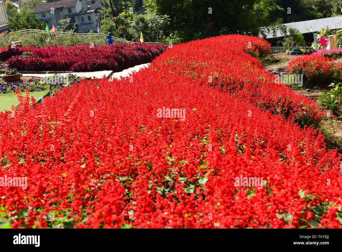 A bunch of red flowers Stock Photo - Alamy