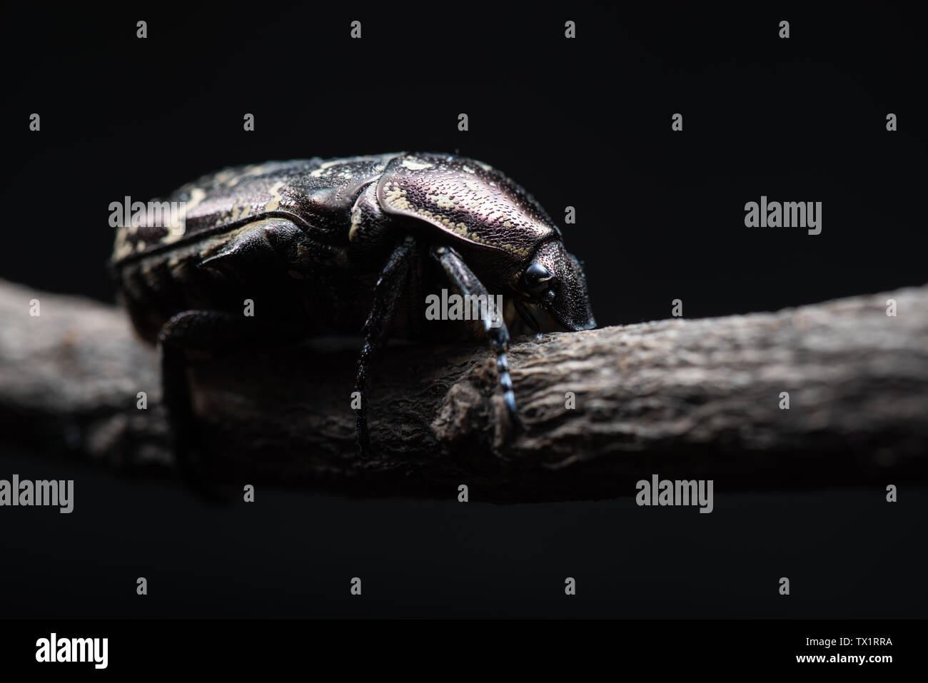 Insect vertebrates hi-res stock photography and images - Alamy