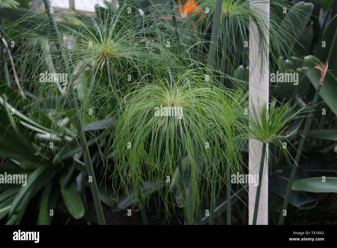Papyrus plant cyperus papyrus hi-res stock photography and images - Alamy