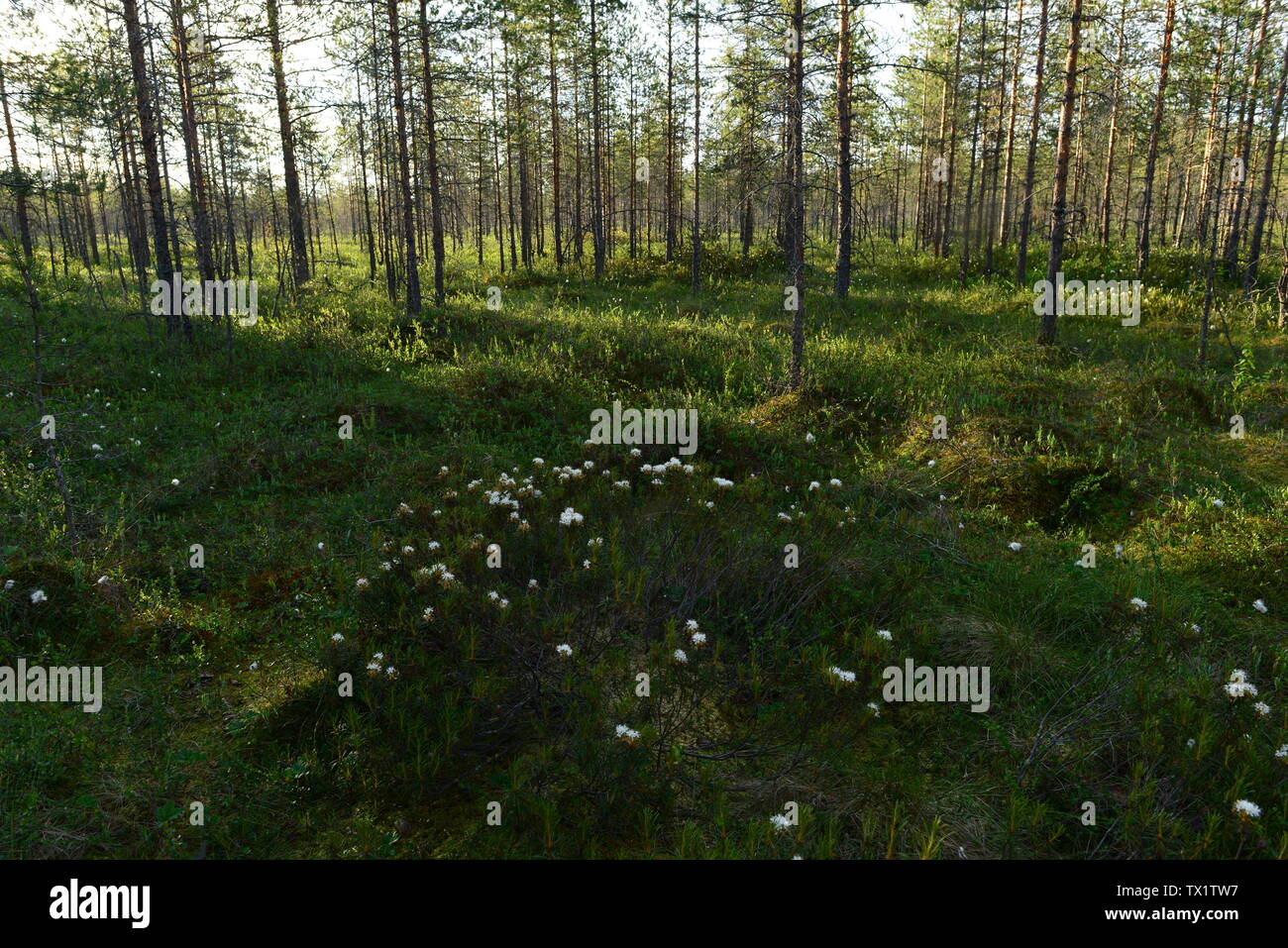 Marsh trees hi-res stock photography and images - Alamy