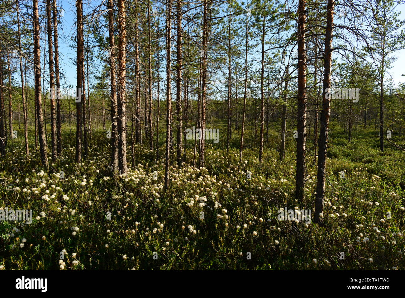 Swamp pine trees in the thickets of blooming wild rosemary at dawn ...