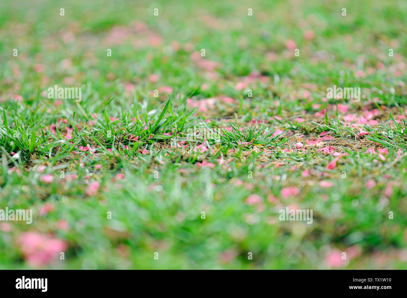 Cherry blossom petals falling on the green meadow in late spring Stock ...