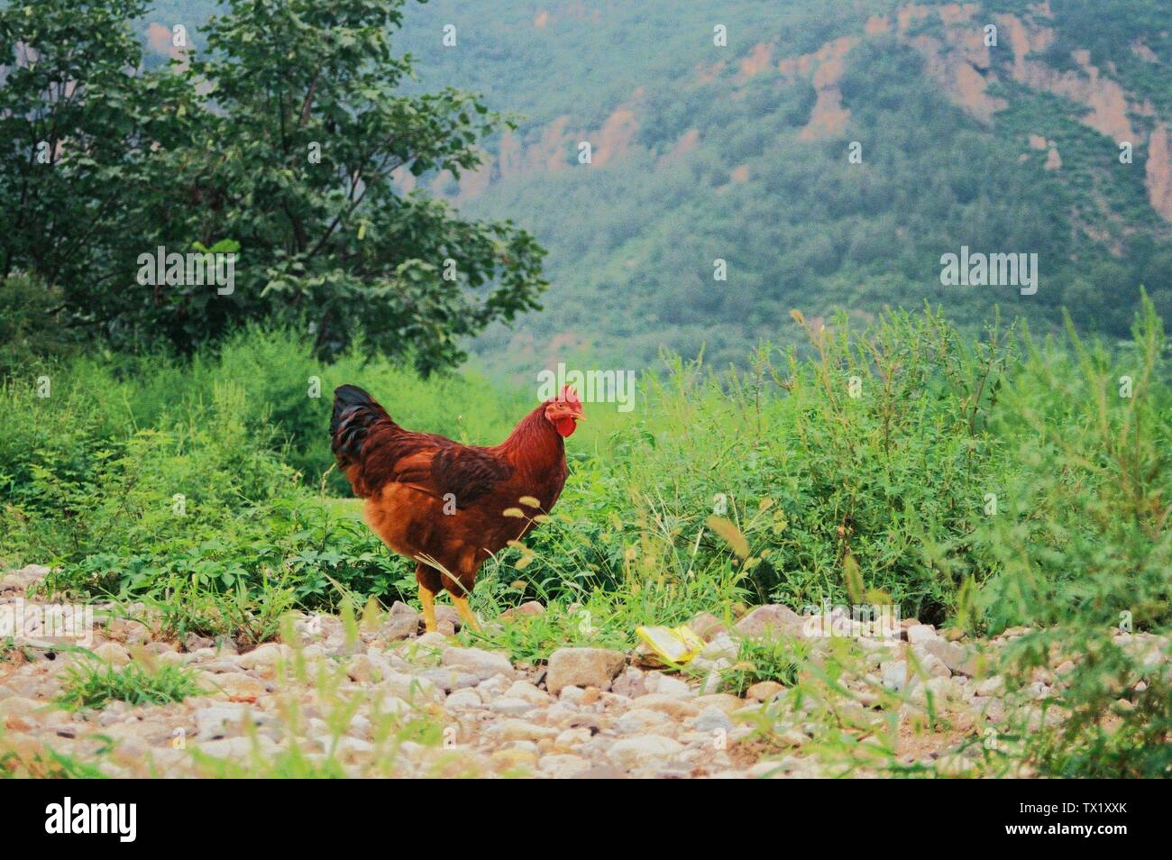 Country native chicken Stock Photo - Alamy