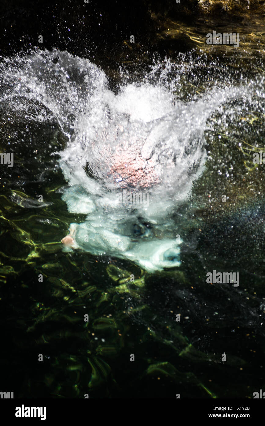 Diving into the water Stock Photo - Alamy