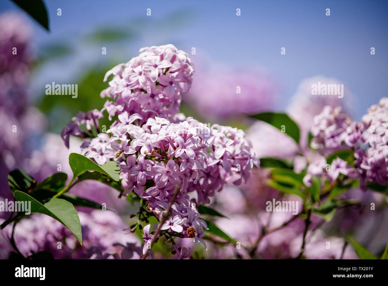 Closeup of a beautiful branch of a lilac tree growing in a forest Stock ...