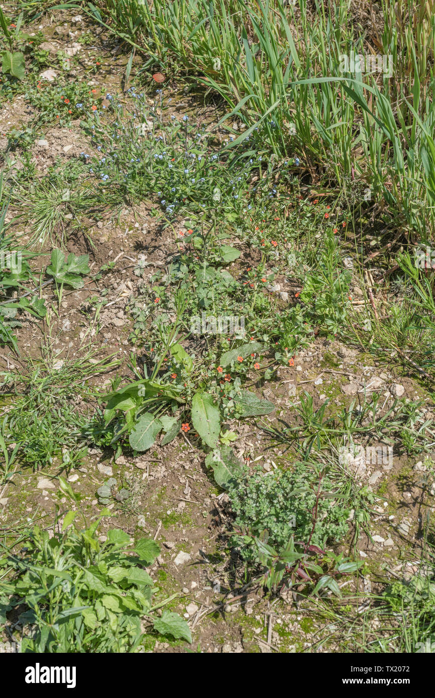 Arable crop weeds in field of Oats. Includes Forget-me-Not, Broad ...