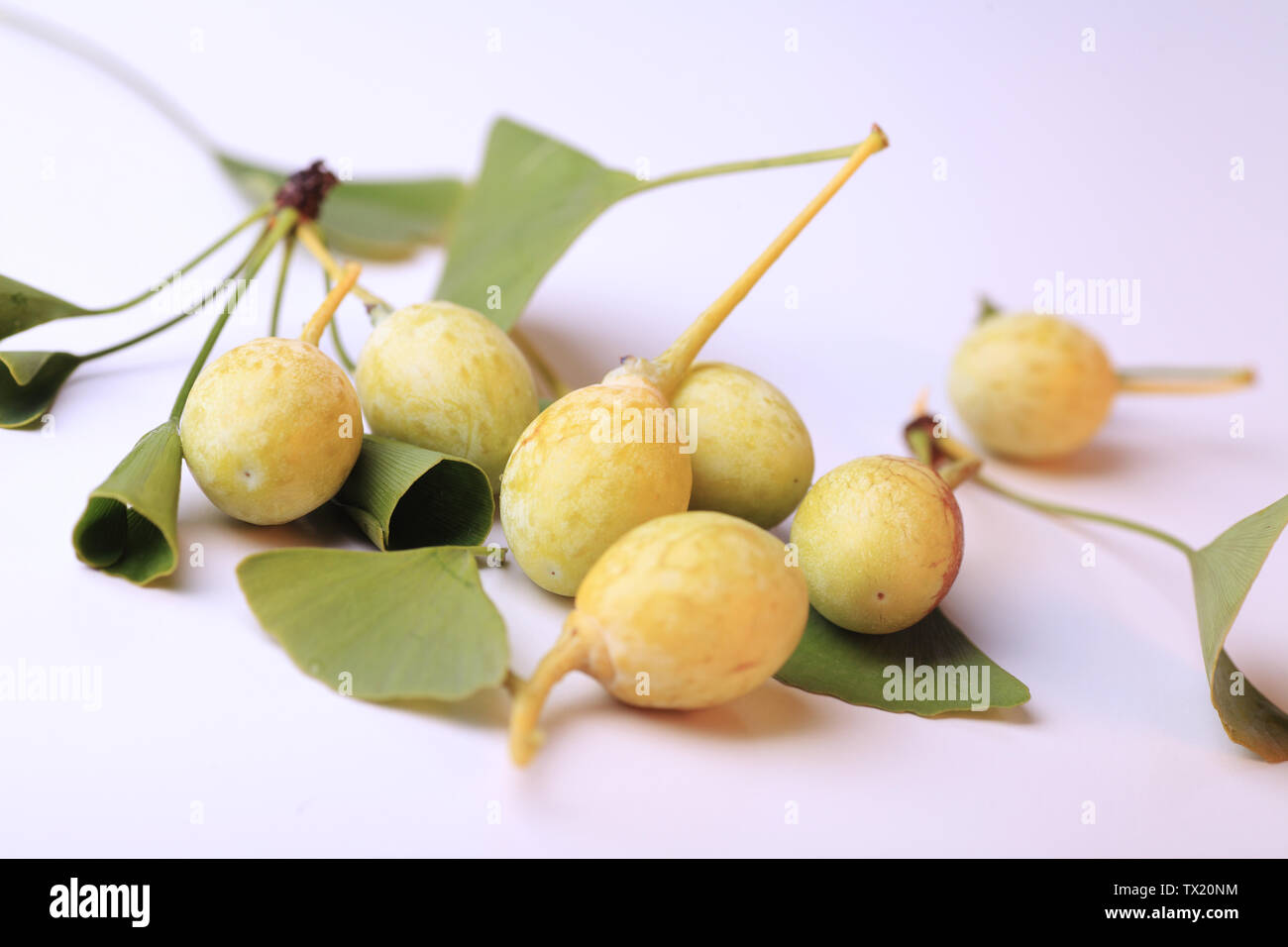Fresh Ginkgo biloba Stock Photo - Alamy