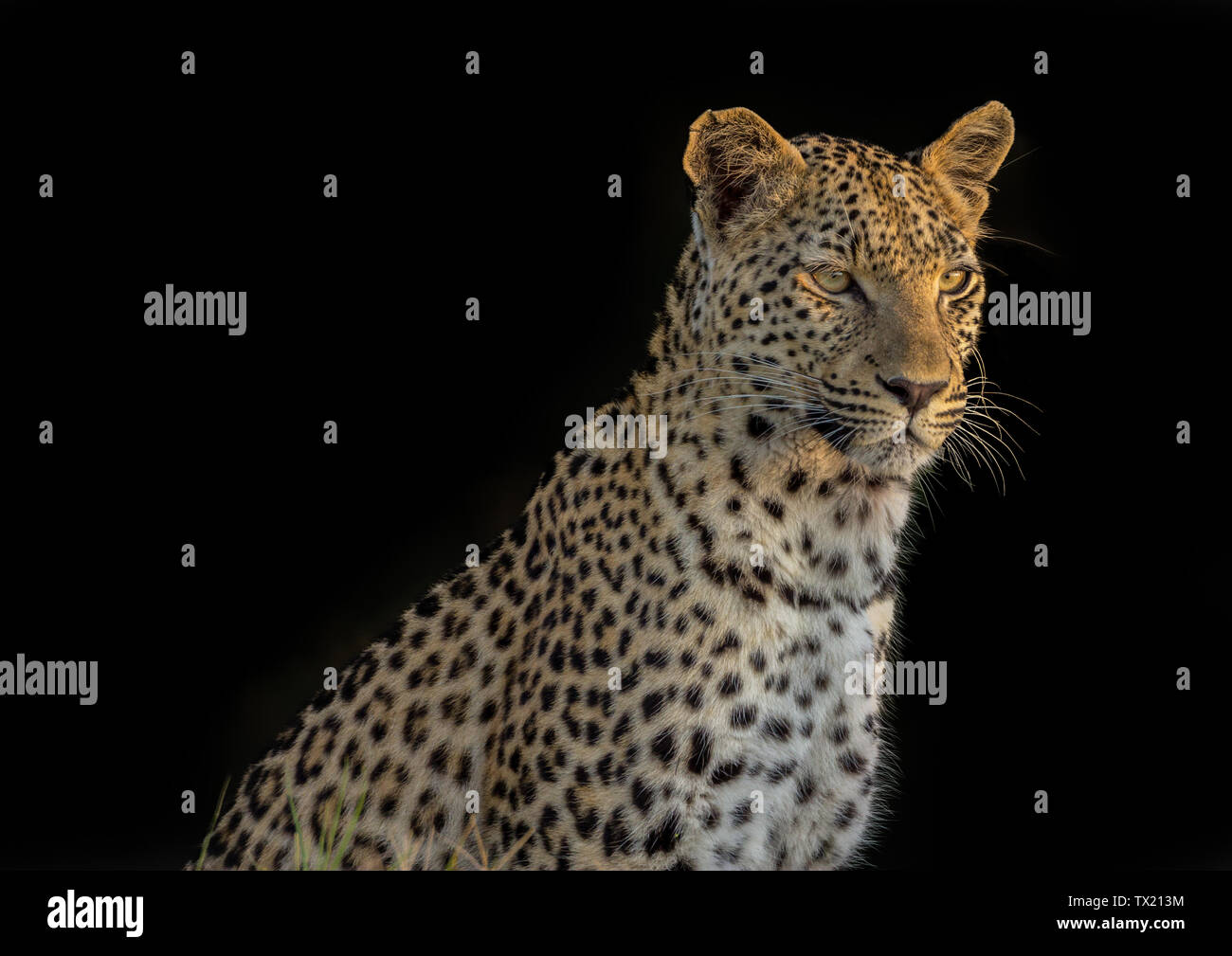 Leopard in early morning light with a plain black background Stock ...