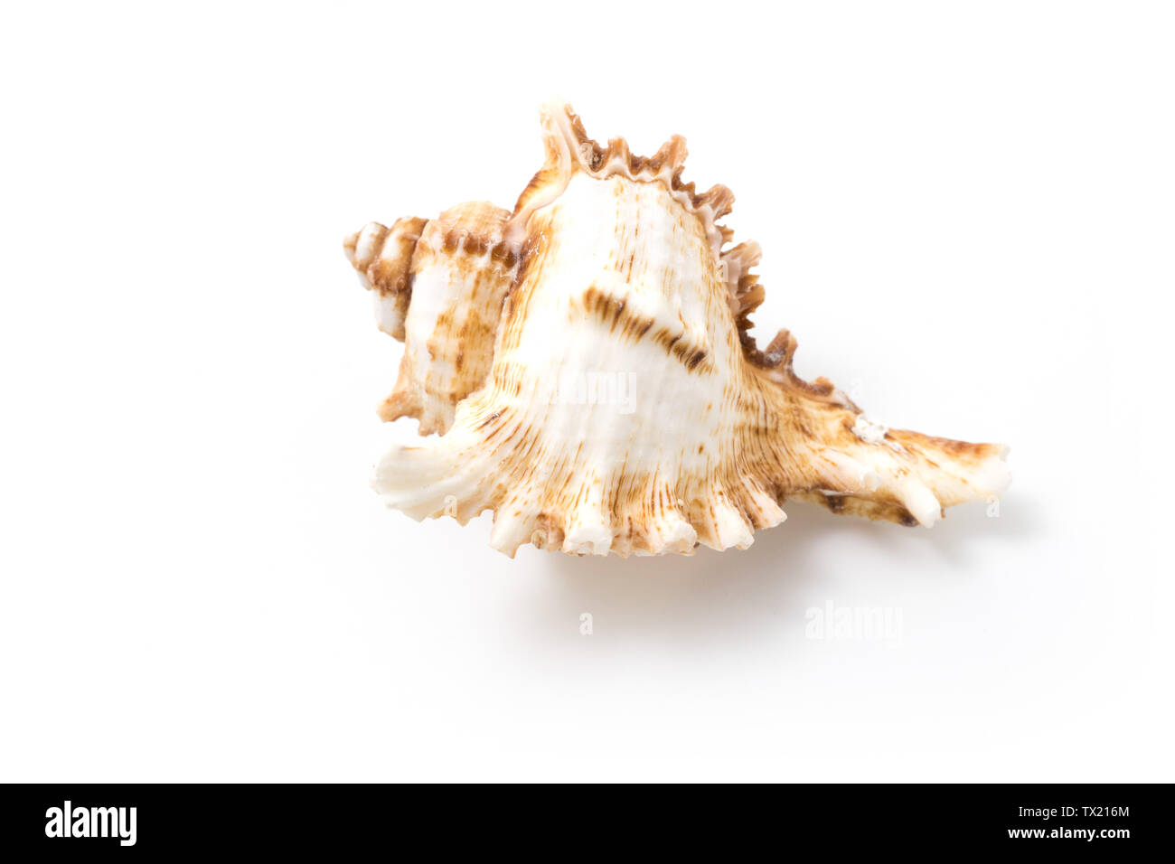 Crab shell texture Cut Out Stock Images & Pictures - Alamy