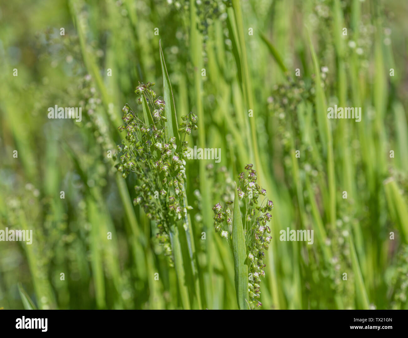 Briza minor / Lesser Quaking-Grass inflorescence, bearing tiny cone ...
