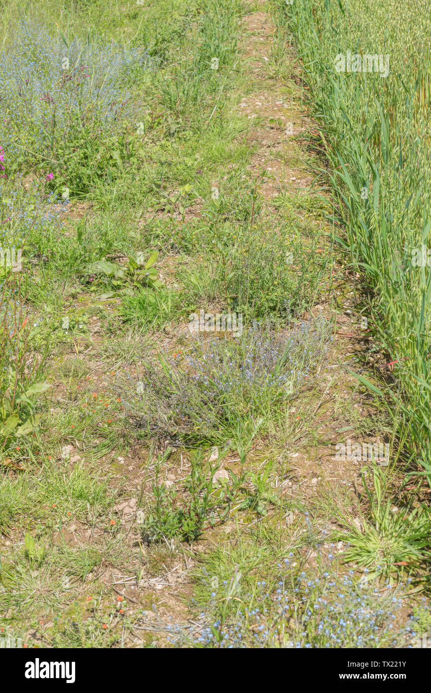 Field red willow herb in hi-res stock photography and images - Alamy