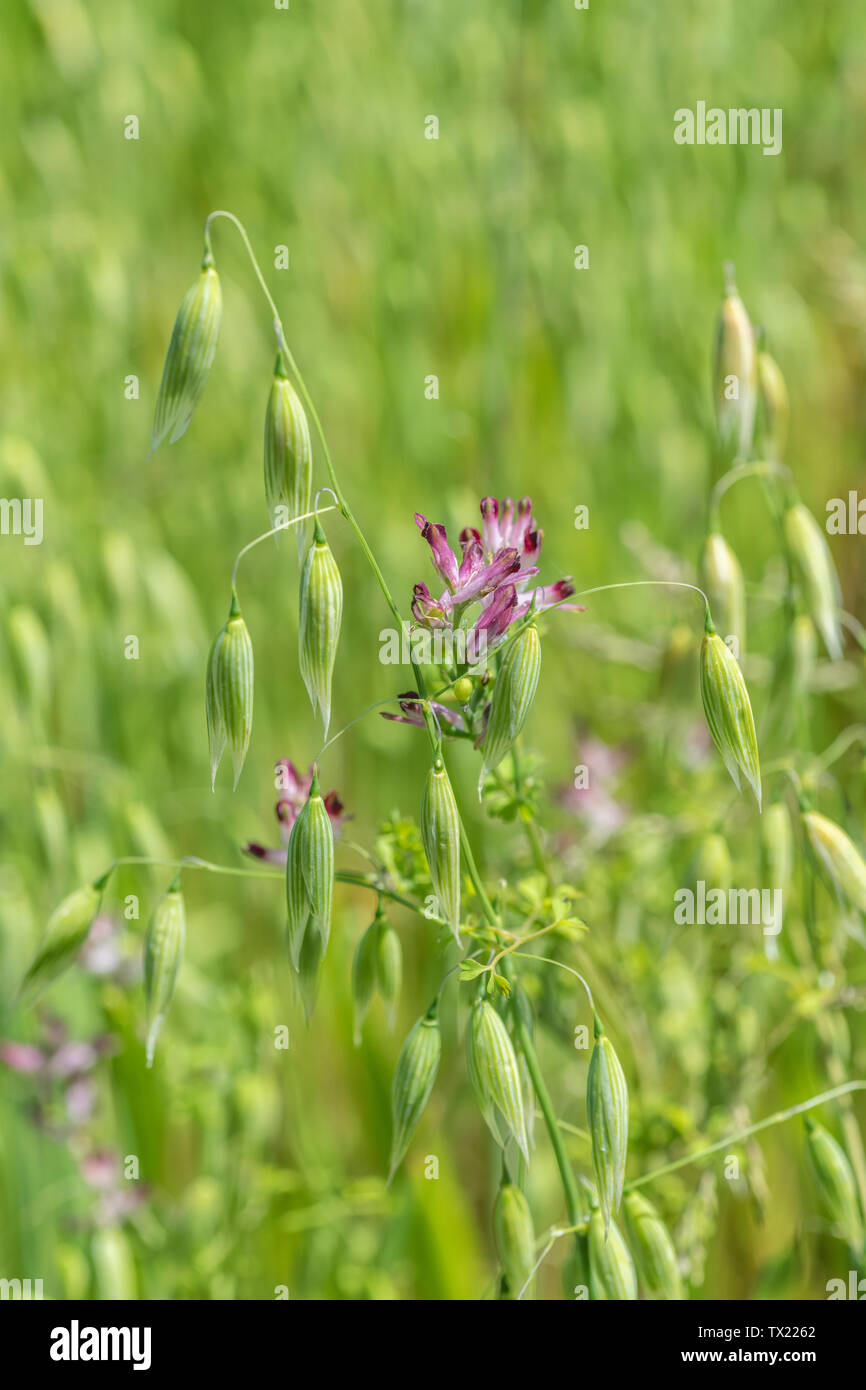 Fumaria fumaria officinalis comune hi-res stock photography and images ...