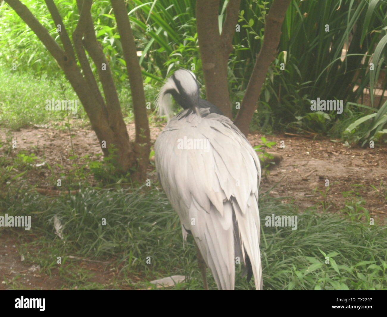 Oklahoma city zoo hi-res stock photography and images - Alamy