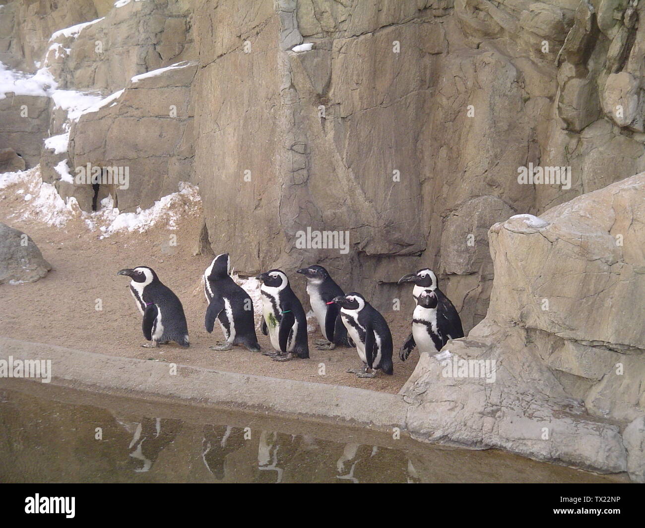 The penguins at the denver zoo hi-res stock photography and images - Alamy