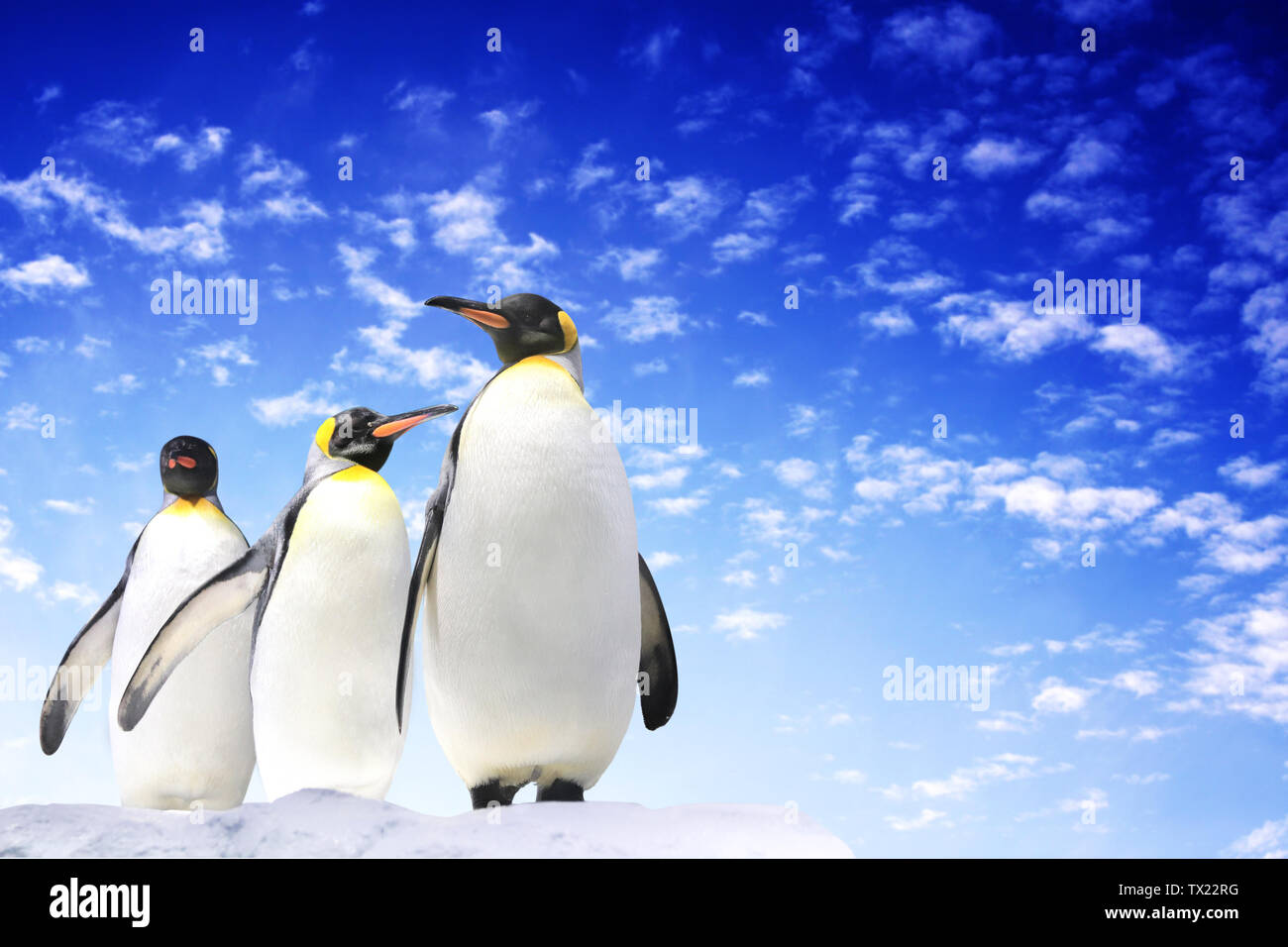 Horizontal banner with three emperor penguins on blue sky background ...