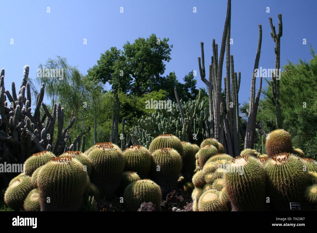 Columnares hi-res stock photography and images - Alamy