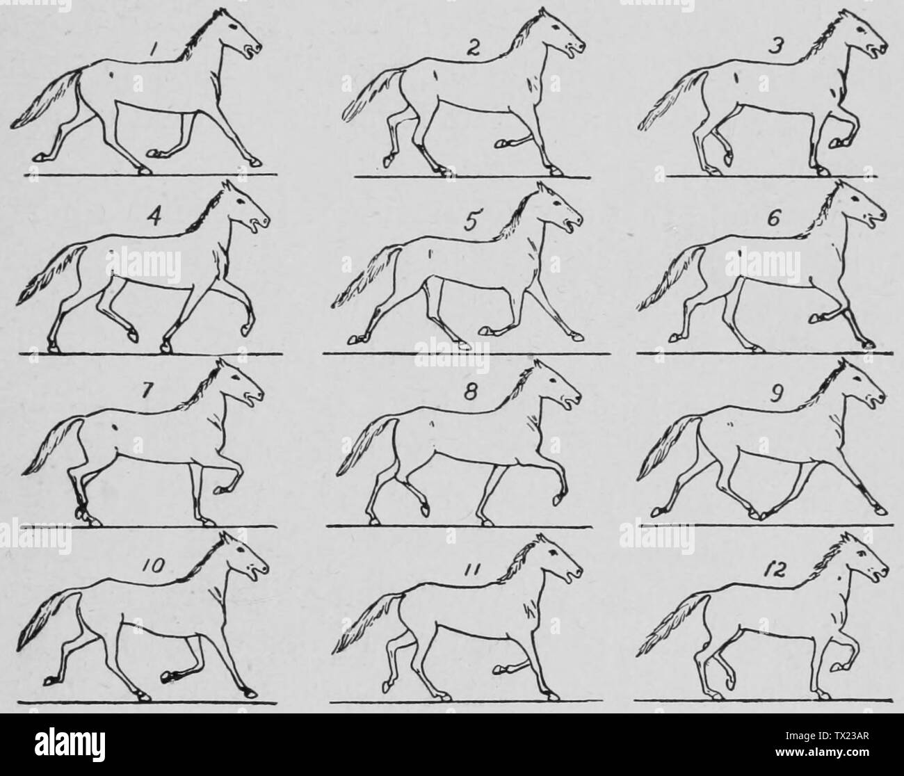 Edward James Muybridge High Resolution Stock Photography and Images - Alamy