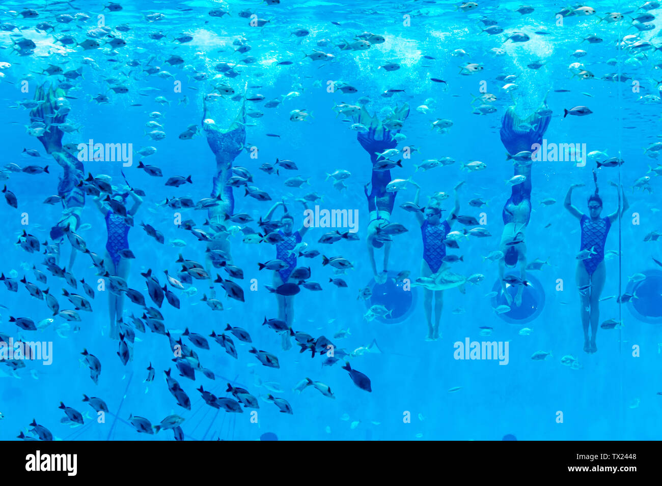 Mermaid performance at Haichang Ocean Park, Shanghai Stock Photo - Alamy