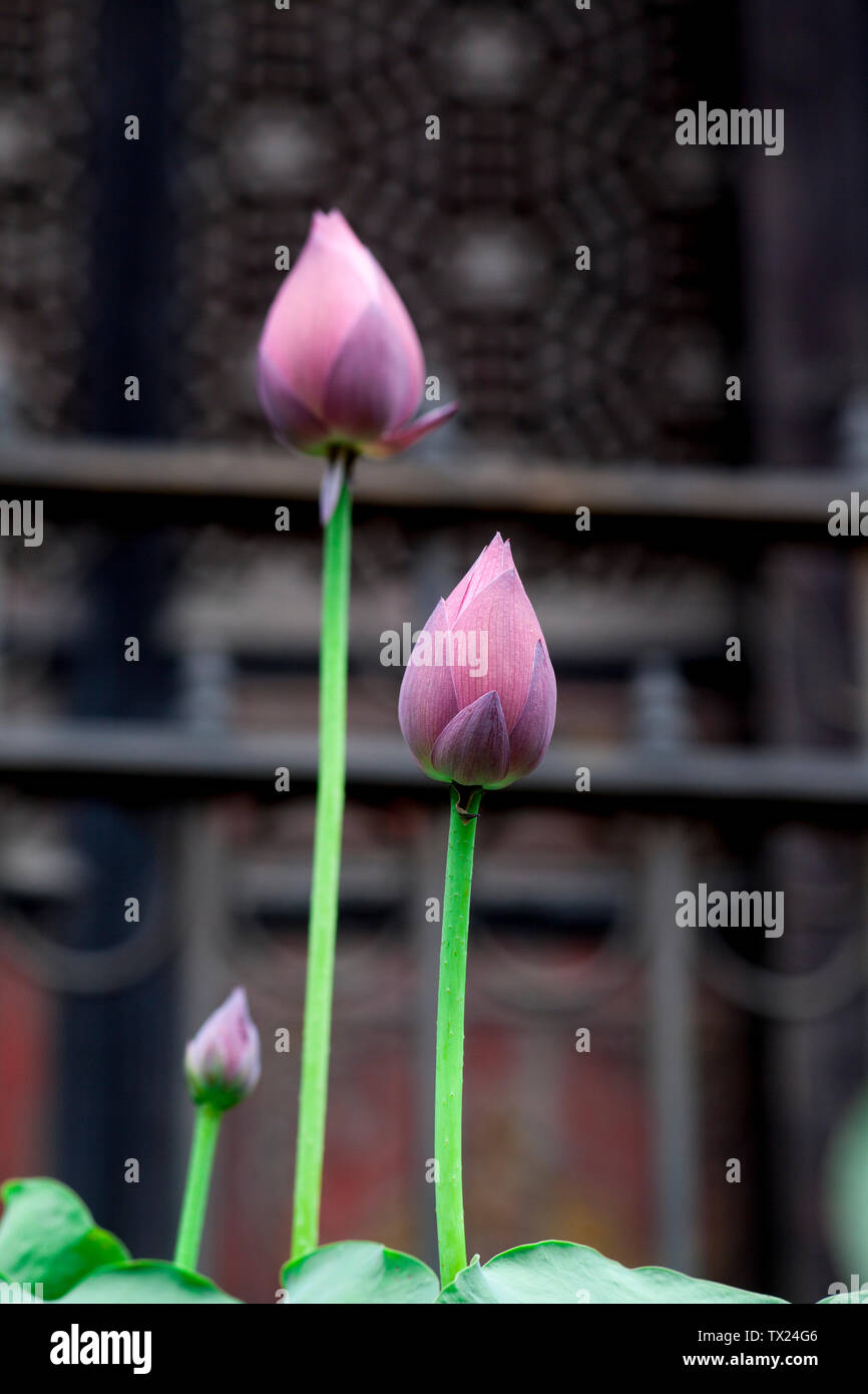 Potted lotus hi-res stock photography and images - Alamy