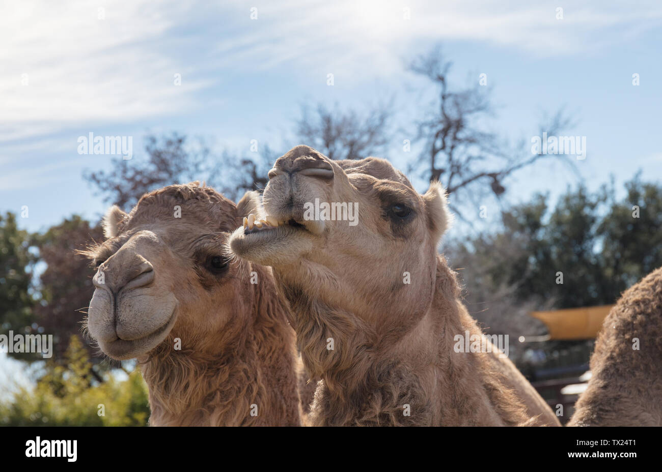 Funny camel combo Stock Photo - Alamy