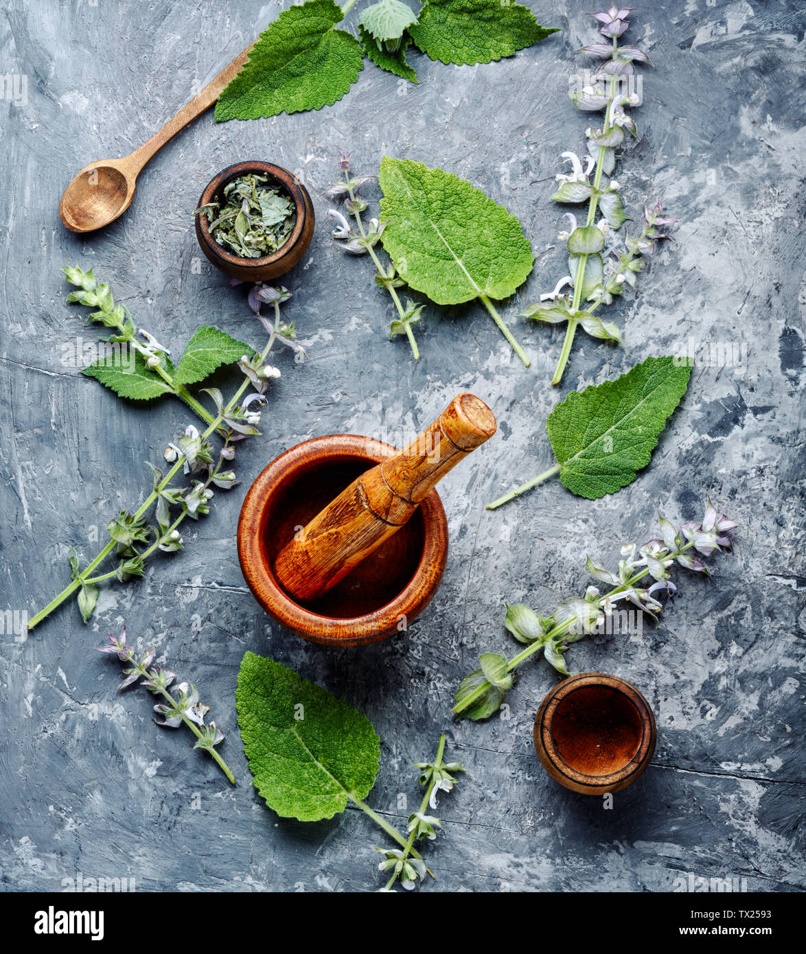 Medicinal herb Salvia officinalis.Fresh sage herb.Clary sage Stock ...