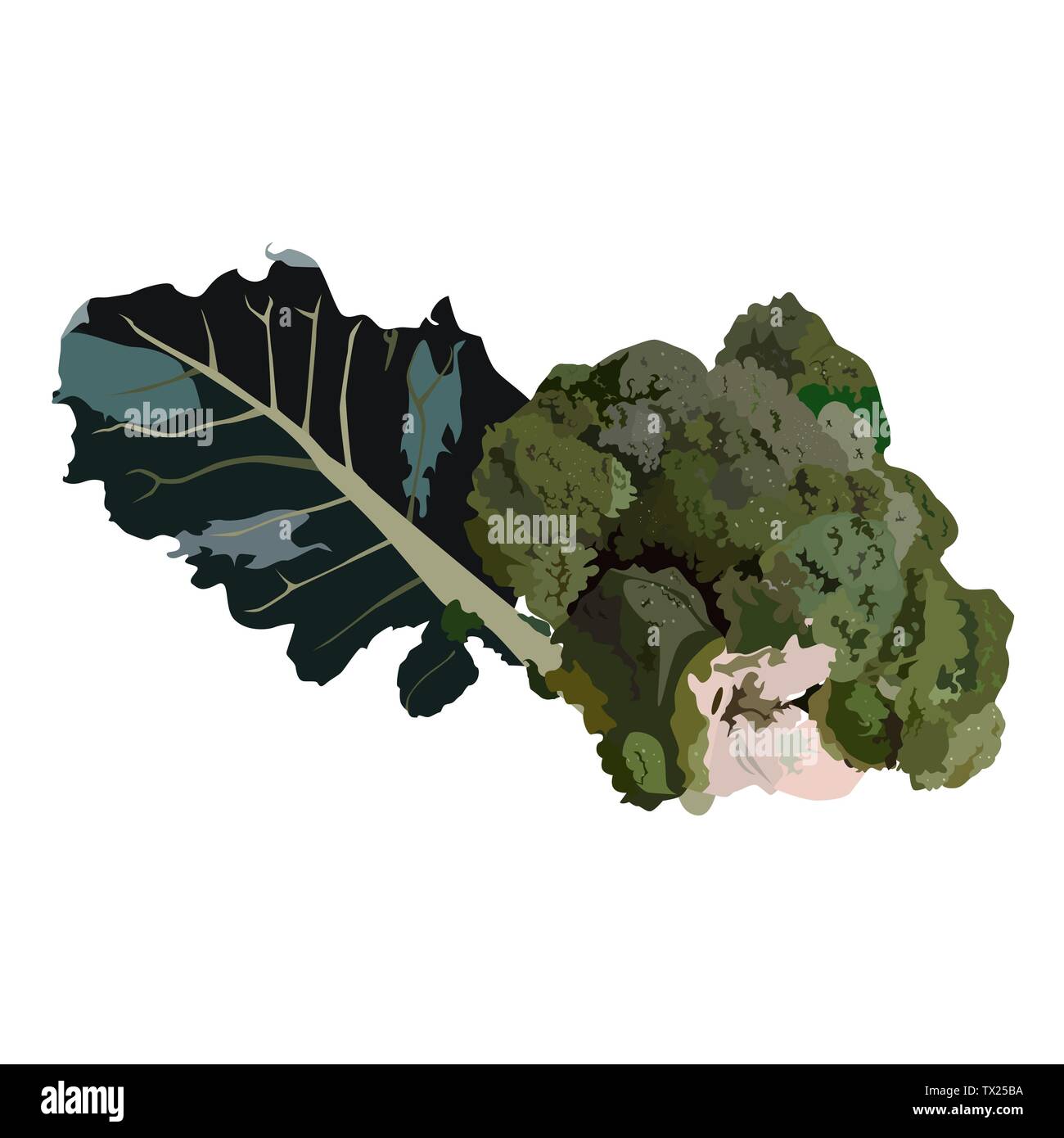 Cabbage leaf drawing hi-res stock photography and images - Alamy