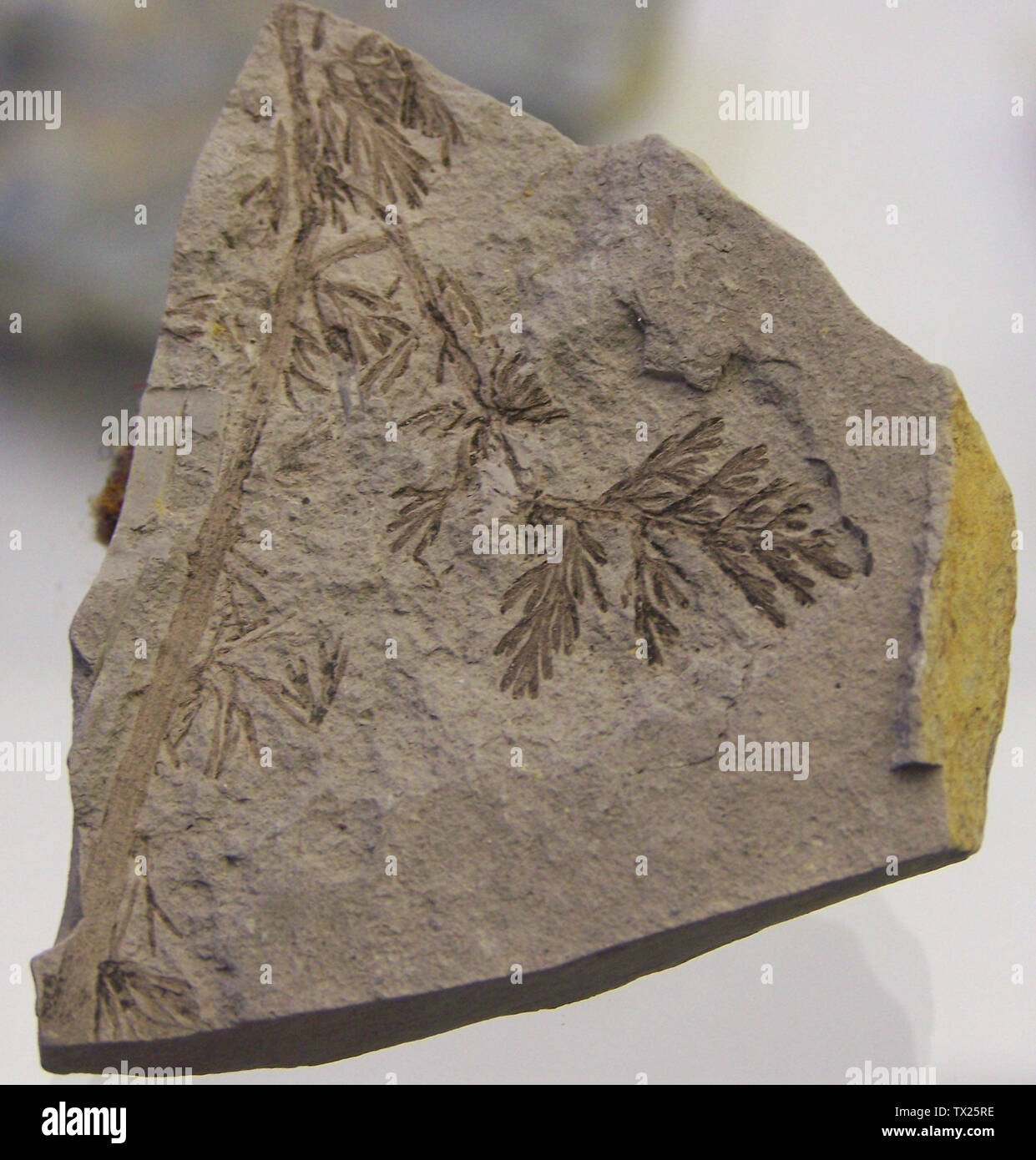 Pteridospermopsida hi-res stock photography and images - Alamy