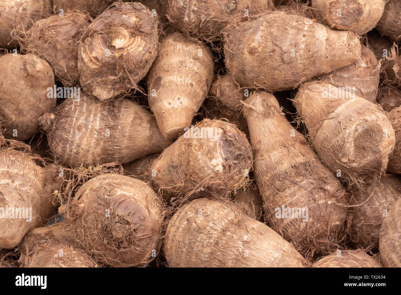Taro bulbs hi-res stock photography and images - Alamy