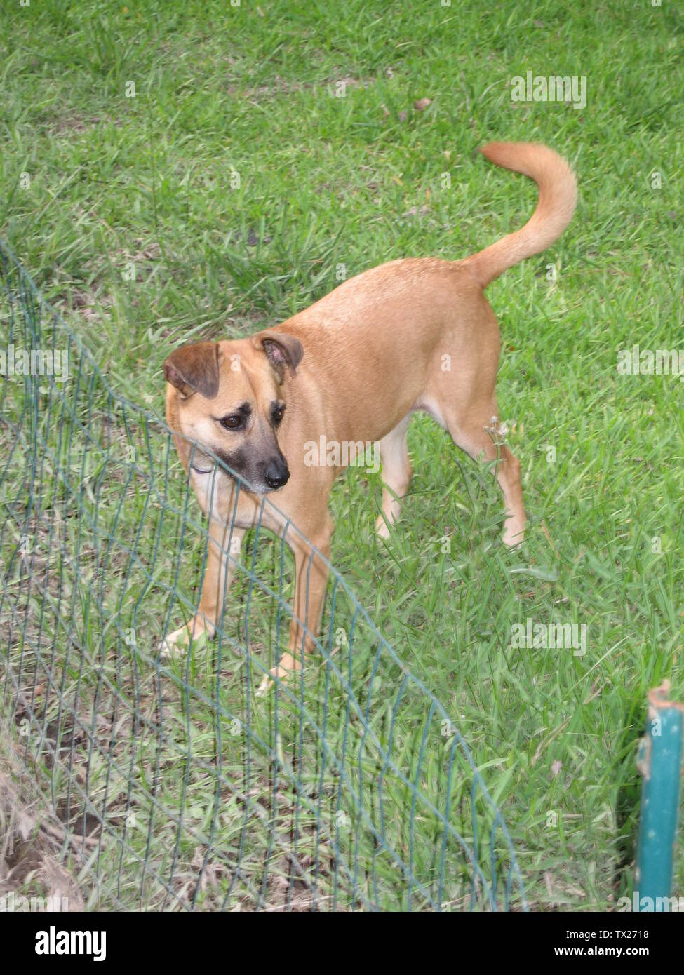 Dixie dingo hi-res stock photography and images - Alamy