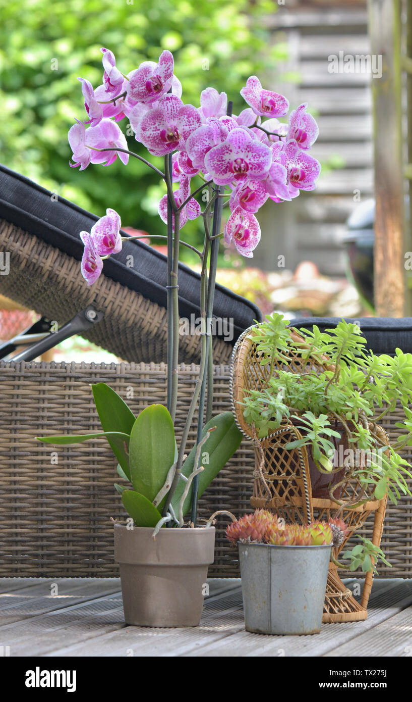 beautiful pink orchid potted and other plant in front of a sunbathing ...