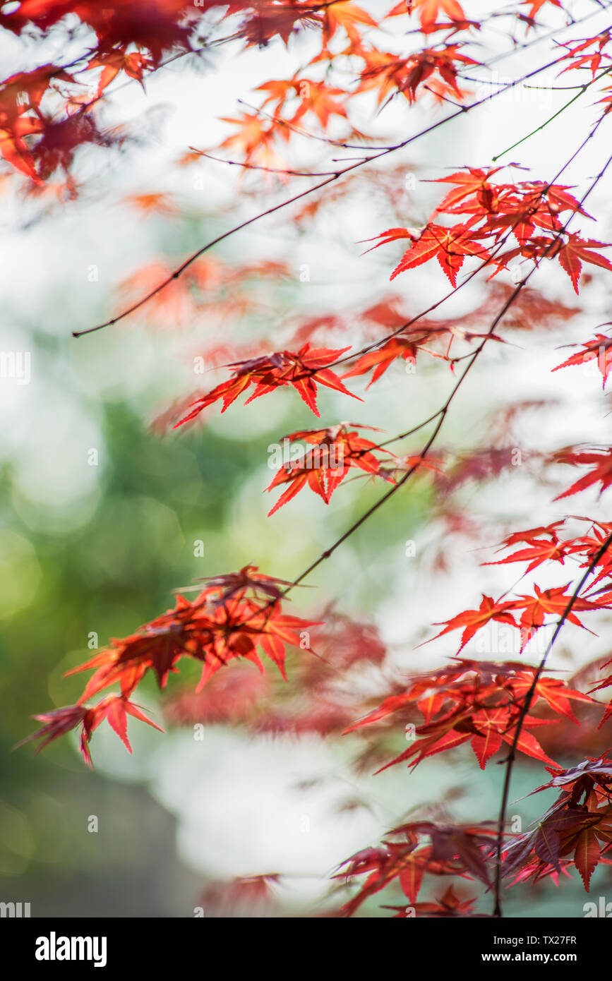 A maple leaf that just grew new leaves in spring Stock Photo - Alamy