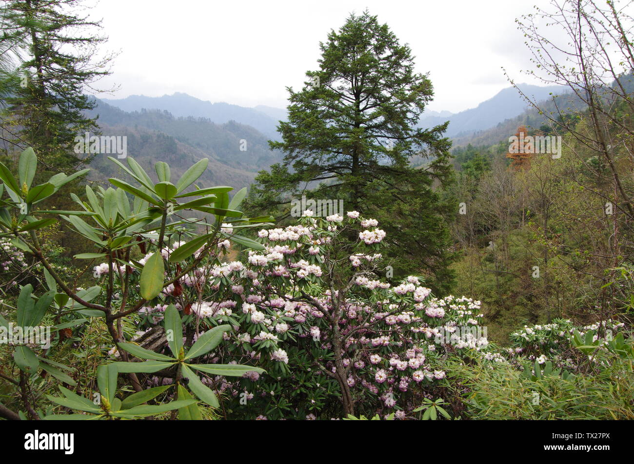 Shaanxi Zhenan Muwang National Sen Forest Park Stock Photo - Alamy