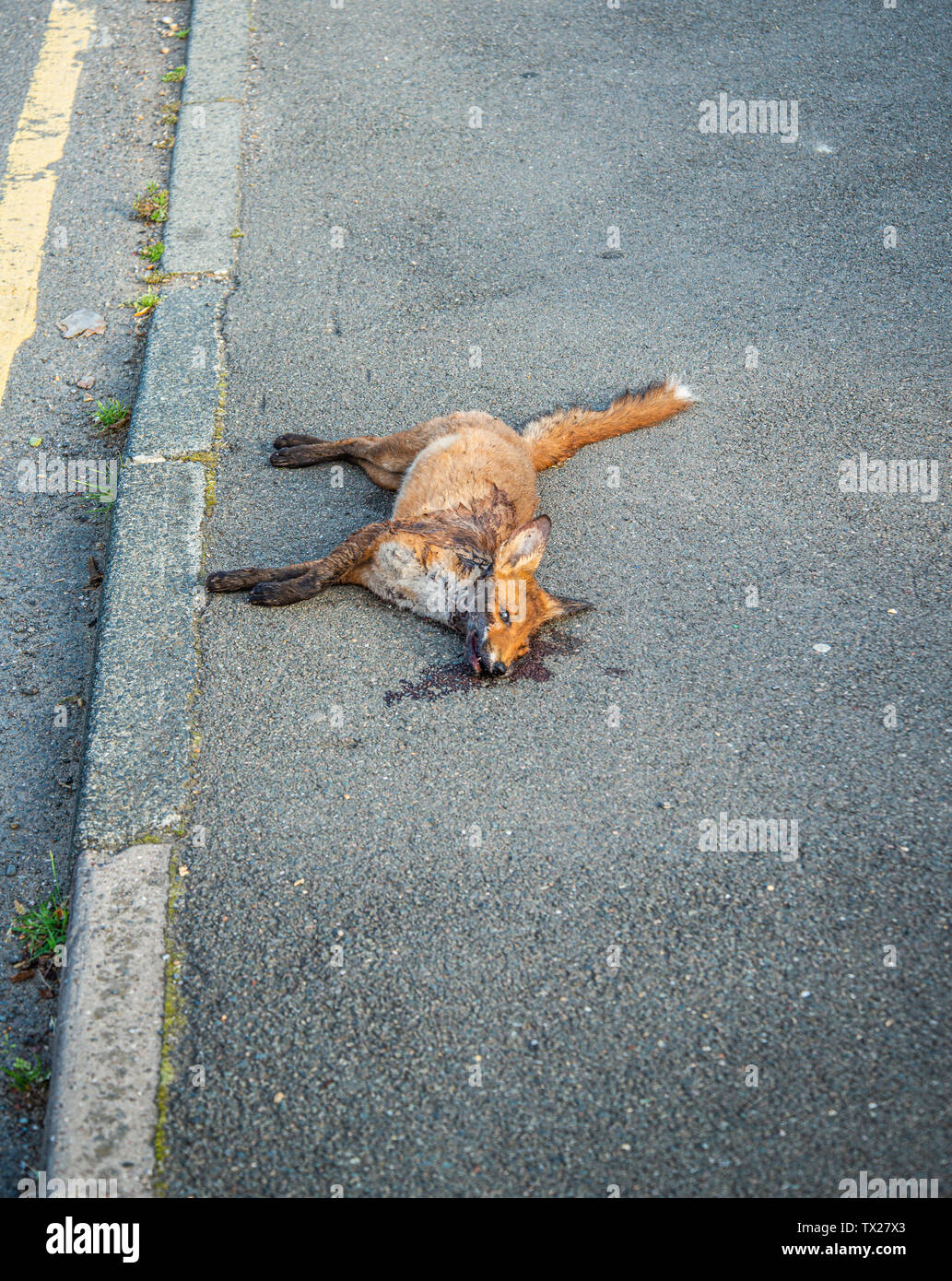 Bloody Fox High Resolution Stock Photography and Images - Alamy