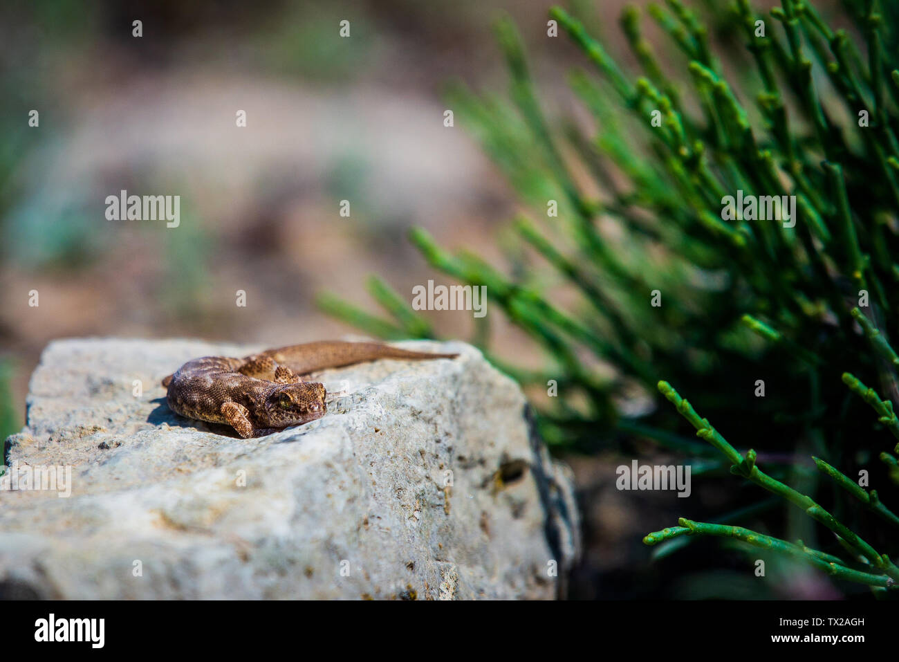 Even-fingered gecko genus Alcophyllex or squeaky gecko in wild nature ...