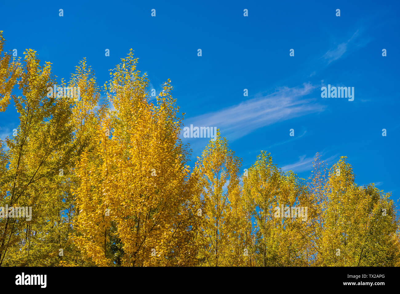 Tibet leaves hi-res stock photography and images - Alamy