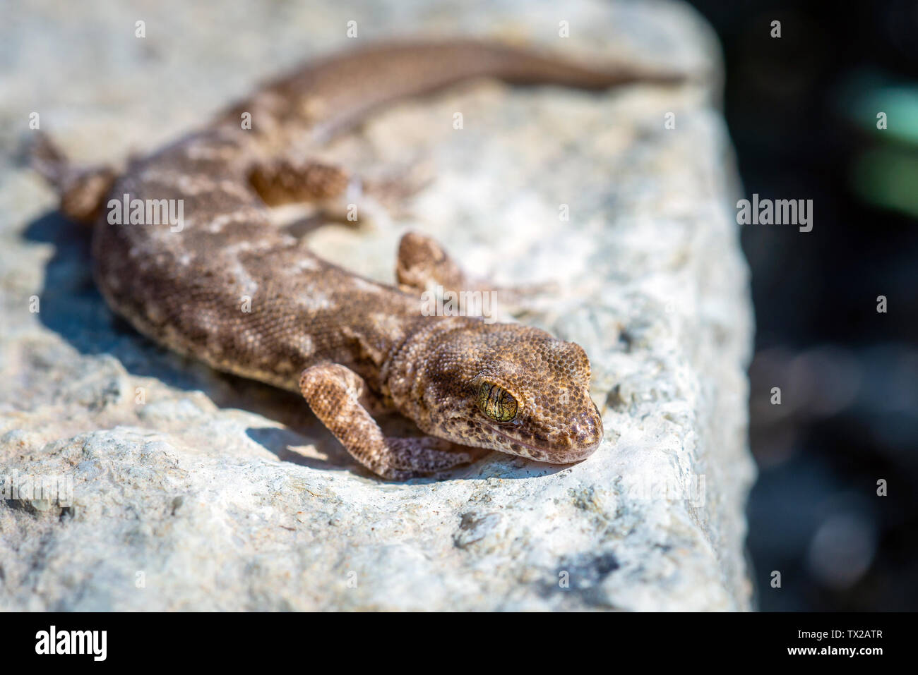 Alsophylax pipiens hi-res stock photography and images - Alamy