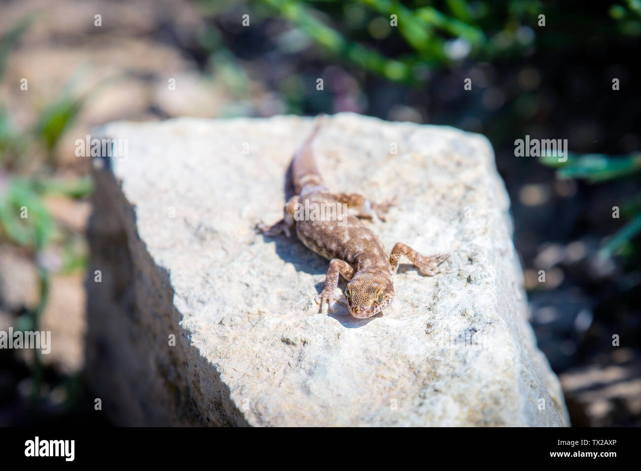Even-fingered gecko genus Alcophyllex or squeaky gecko in wild nature ...