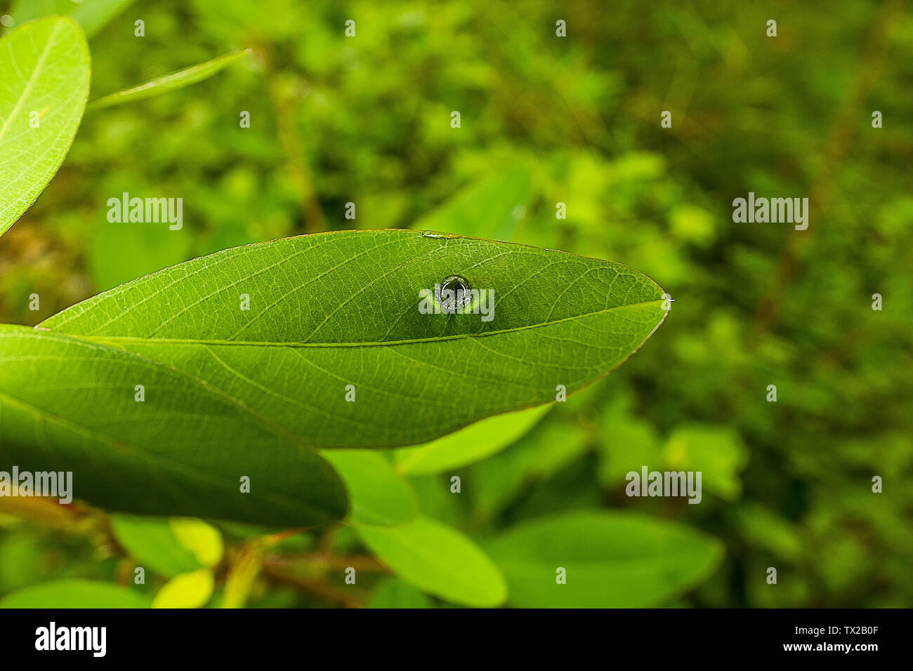 Outdoor micro in rain hi-res stock photography and images - Alamy