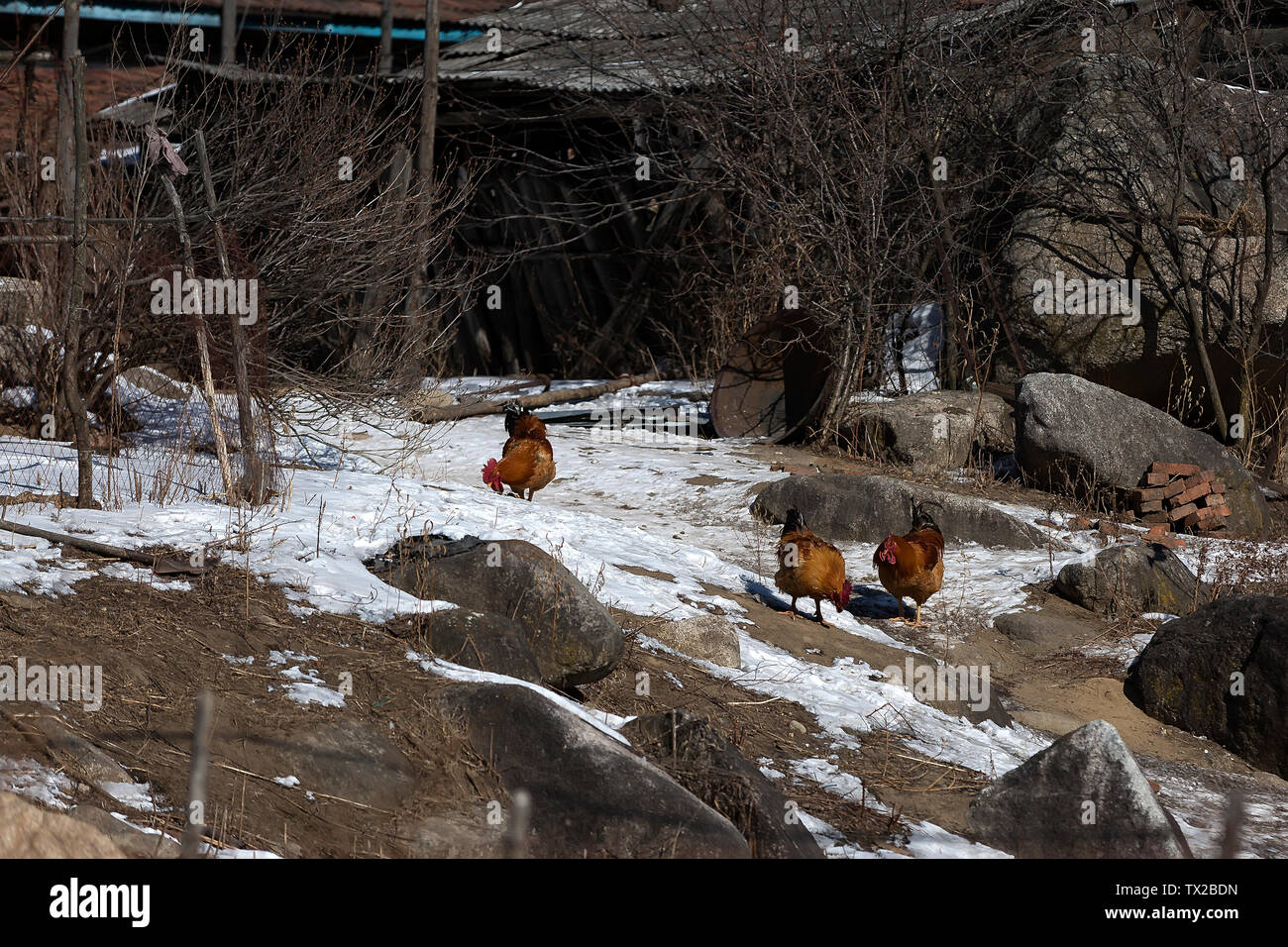 Rural free range chickens hi-res stock photography and images - Alamy