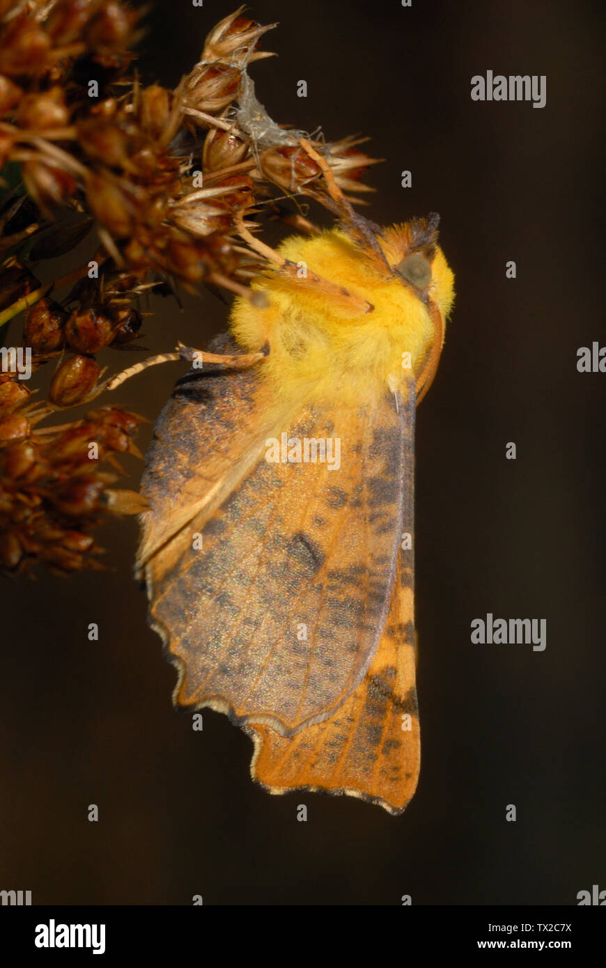 Welsh moths hi-res stock photography and images - Alamy